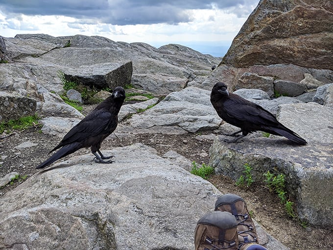 Summit committee meeting in progress. These ravens have seen more hikers' sandwiches than park rangers have seen hikers.