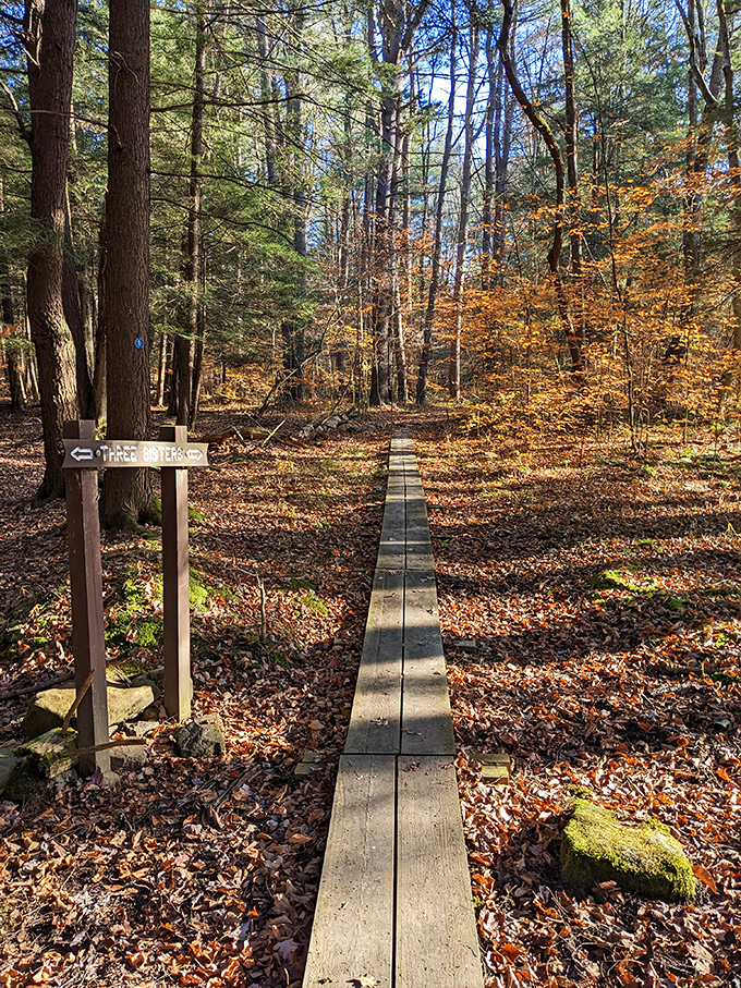 Nature's boardwalk beckons adventure seekers. This humble wooden path through fall foliage is the red carpet premiere to wilderness exploration.