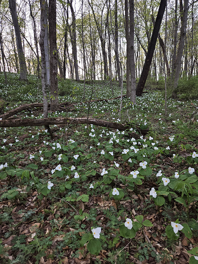 Spring's white trillium blanket transforms the forest floor into nature's version of a luxury bedspread. Woodland magic at its finest.