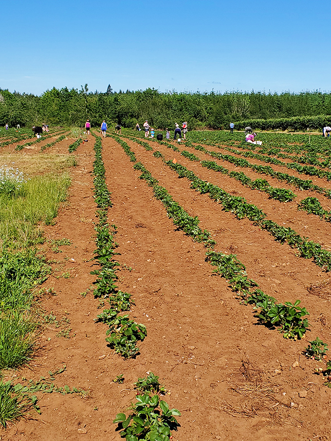 Strawberry rows stretching toward the horizon &ndash; red gems hiding among green leaves.