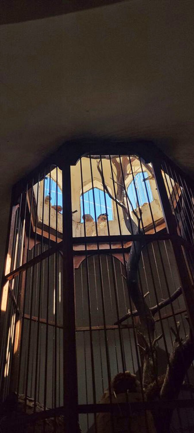 The aviary's gentle inhabitants offer a living, cooing contrast to the preserved curiosities found throughout the museum below.