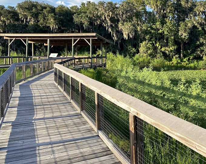 A peaceful boardwalk winds through Paynes Prairie&rsquo;s lush wetlands, offering quiet views of Florida&rsquo;s wild beauty.
