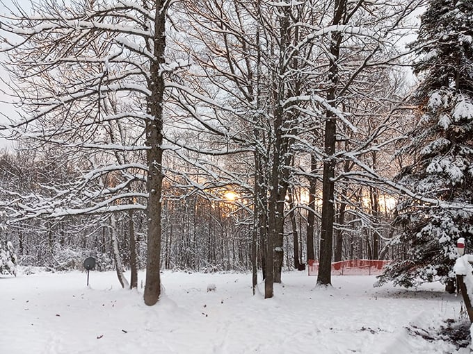 Winter's embrace transforms the forest into a frosted wonderland. The trees wear their snow coats with such elegance, they make Vogue look underdressed.