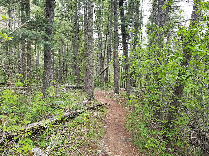 This forest trail doesn't just lead somewhere &ndash; it invites you to forget your step counter and remember why you have feet in the first place.