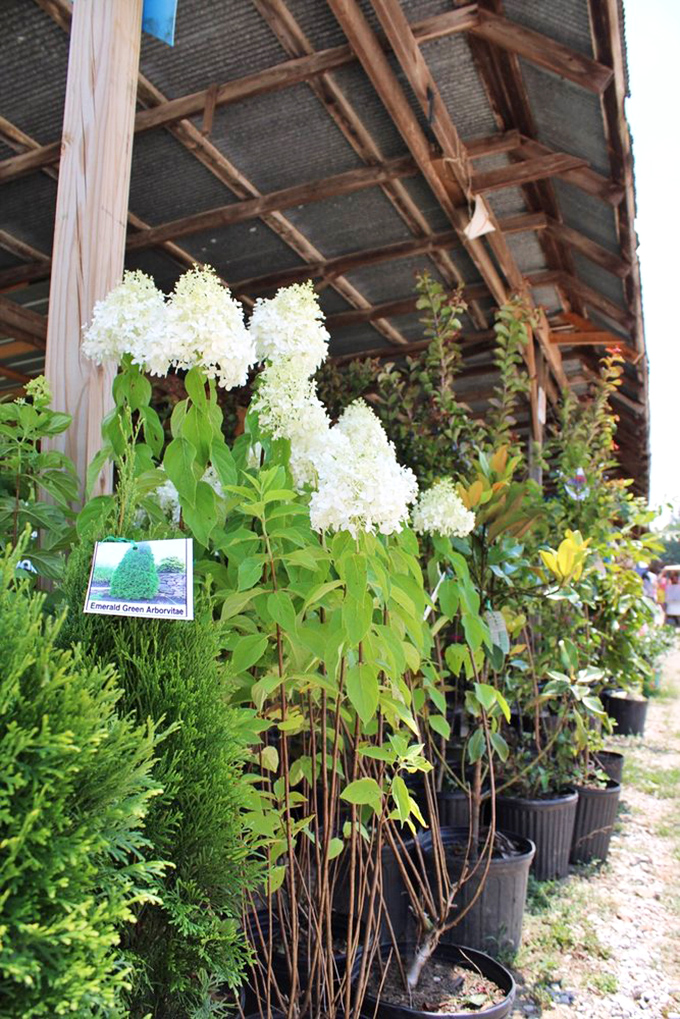 A green-thumbed paradise where hydrangeas and arborvitae stand ready to transform your yard from "meh" to "magnificent."