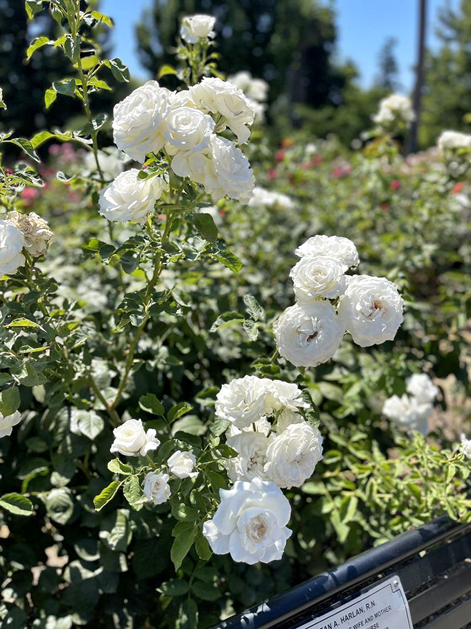 These pristine white roses cluster together like old friends sharing secrets, their ruffled petals catching California's golden sunshine.
