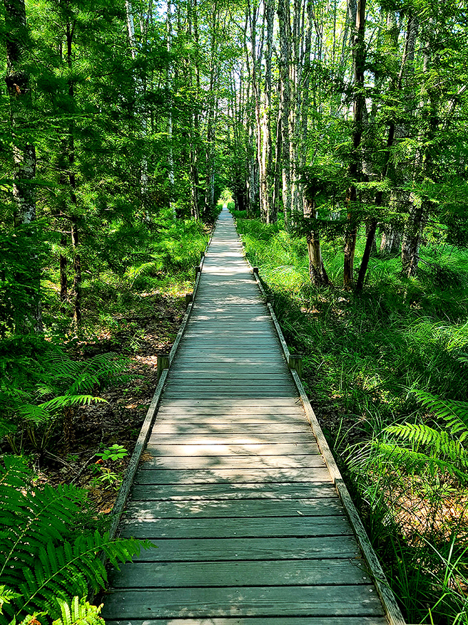 The boardwalk through Wild Gardens of Acadia offers a serene journey through Maine's natural beauty&mdash;no bug spray filter needed for these photos.