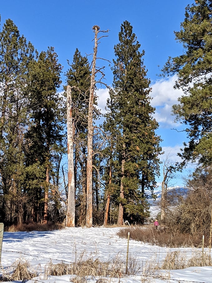 Winter's quiet transformation turns familiar trails into new adventures. The snow doesn't end the story &ndash; it just starts a different chapter.