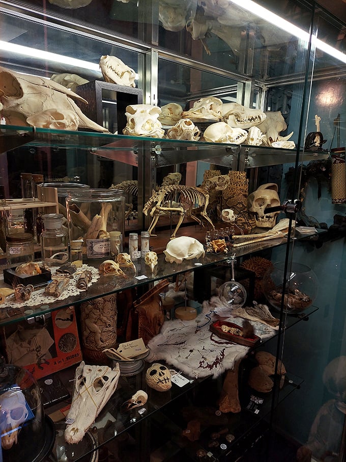 Animal skulls and skeletal remains create a natural history display that's equal parts educational and eerie. Science meets the macabre.