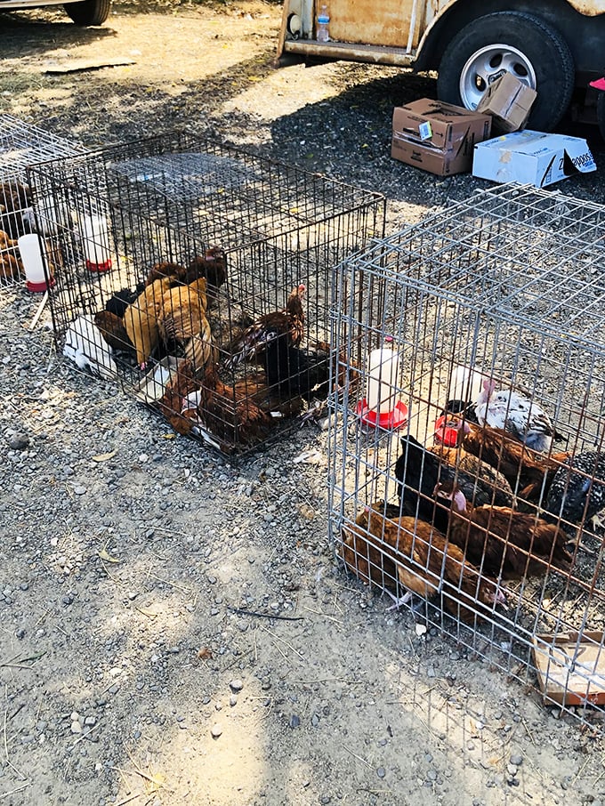 Backyard farmers take note&mdash;these caged chickens represent both pets and practical egg-layers for the rural lifestyle enthusiast.