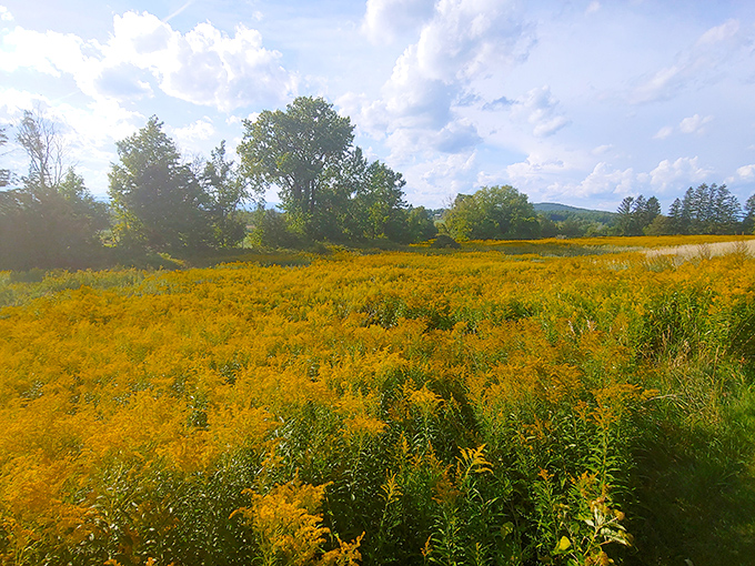 Late summer's golden meadow catches the light like nature's own Instagram filter. Wildflowers create a honey-colored sea.