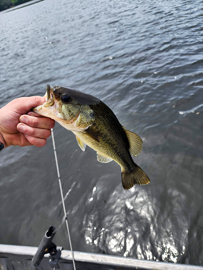 The universal look of fishing triumph&mdash;a largemouth bass that will grow three inches larger with each retelling of the story.