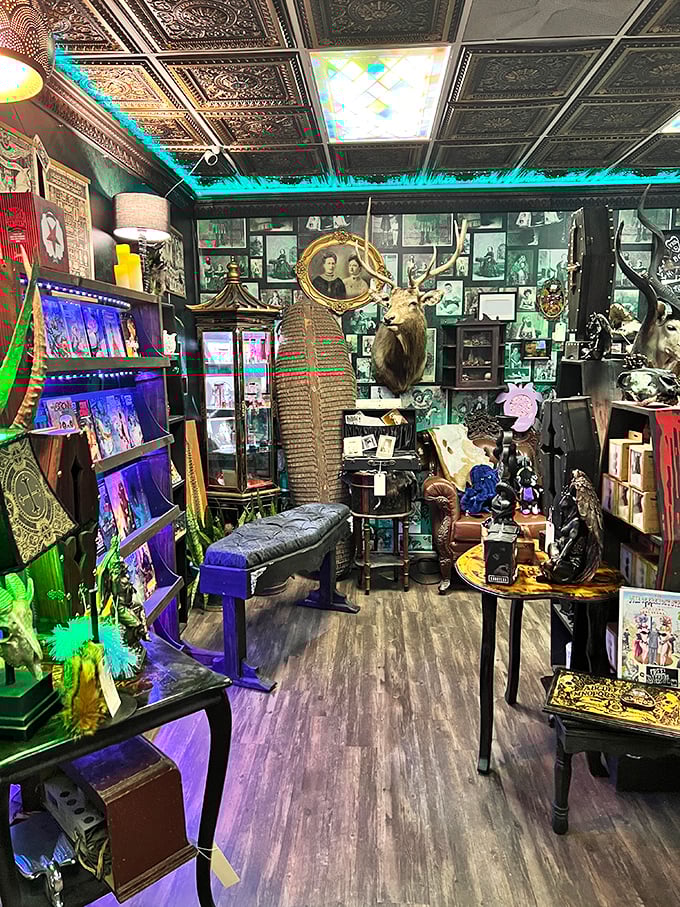 Victorian portraits watch over taxidermy specimens in this corner where the past meets the peculiar in the most fascinating way.