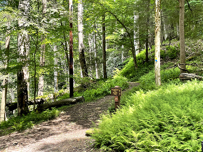 Ferns create nature's perfect carpet alongside this trail, their prehistoric fronds unfurling in the dappled sunlight.