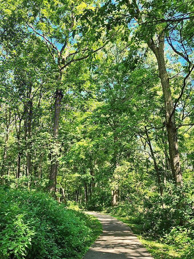 Sunlight filters through a cathedral of leaves, creating nature's stained glass along this serene trail. No church was ever this peaceful on a Sunday morning.