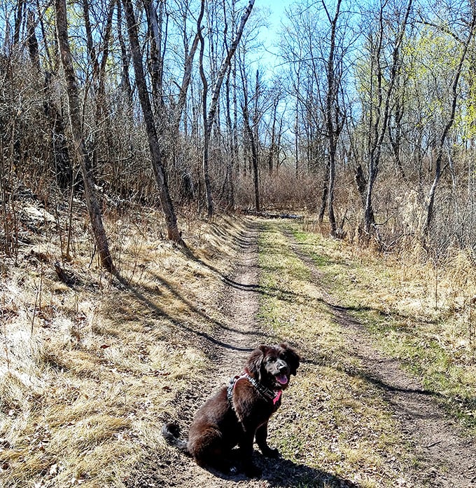 Winding trails through awakening spring woods, complete with a canine tour guide who clearly knows all the best spots for sniffing and exploration.