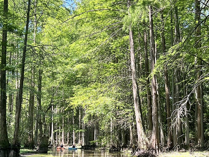 Gliding through these towering cypress trees feels like discovering the secret passageway to Narnia&mdash;just with more humidity and fewer talking animals.
