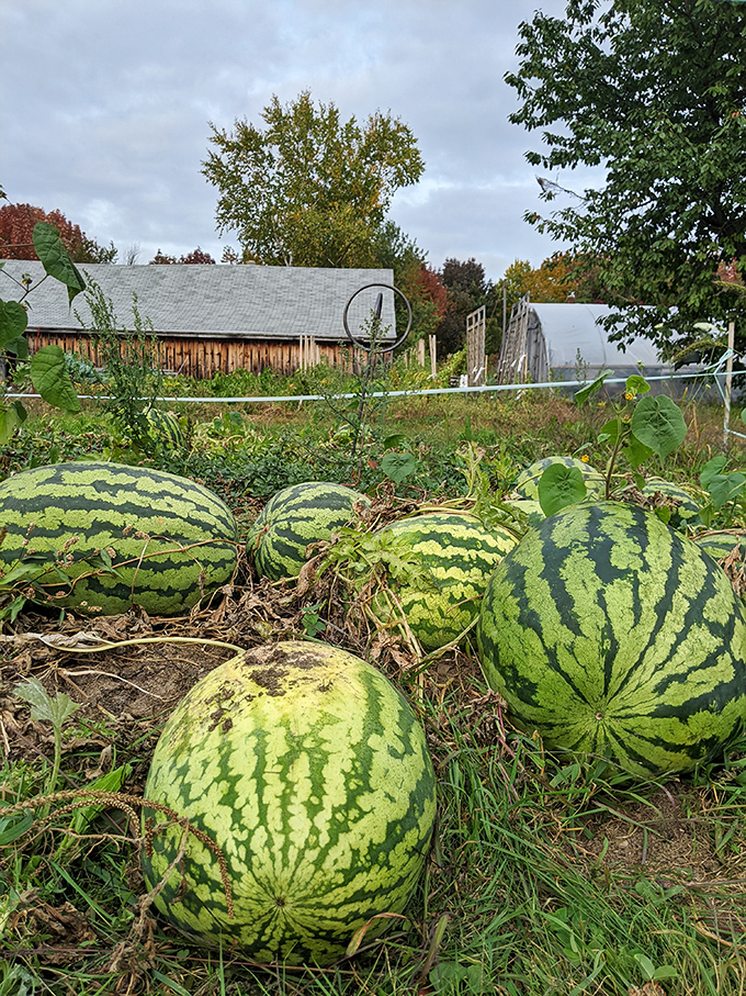 Beyond apples, Thompson's celebrates the full bounty of Maine's growing season. These watermelons ripened under the same sun that sweetened their signature fruit.