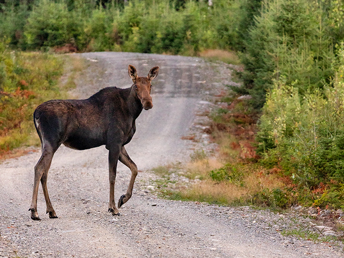 Excuse me, you're in my shot. Moose encounters are practically guaranteed in Maine's most aptly named lake region.