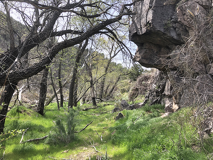 A hidden oasis where sunlight dapples through ancient trees. This verdant sanctuary feels like stepping into a scene from "The Lord of the Rings."