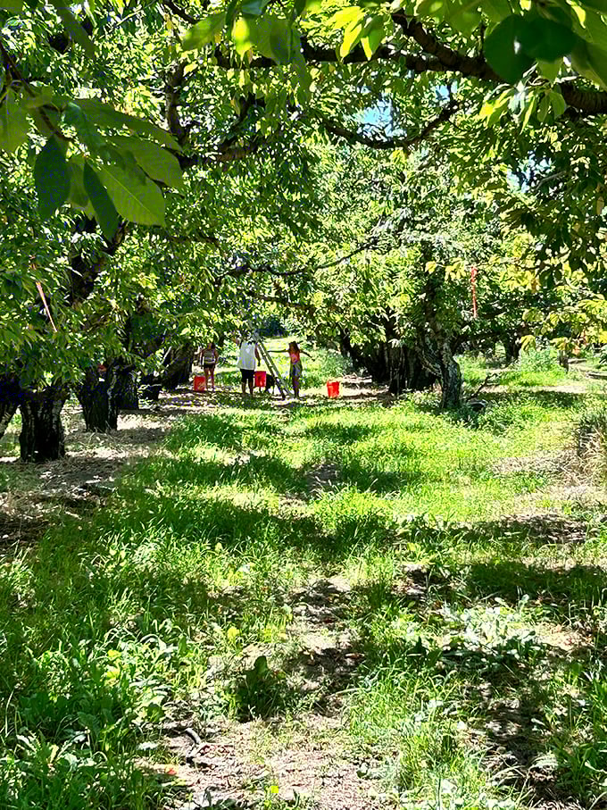 Mount Hood creates the perfect backdrop for these fruit trees &ndash; Oregon farming at its most photogenic.