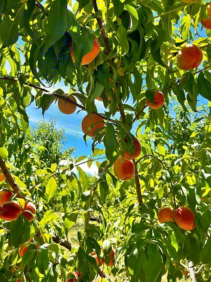 Peaches hanging like ornaments &ndash; nature's way of decorating for the harvest season.