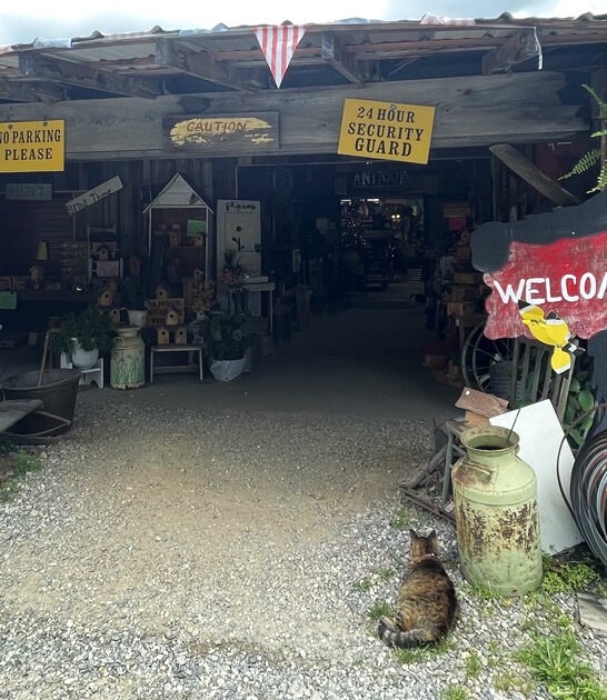 budget swap meet georgia FTR