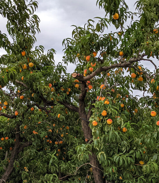 charming farms oregon awesome ftr