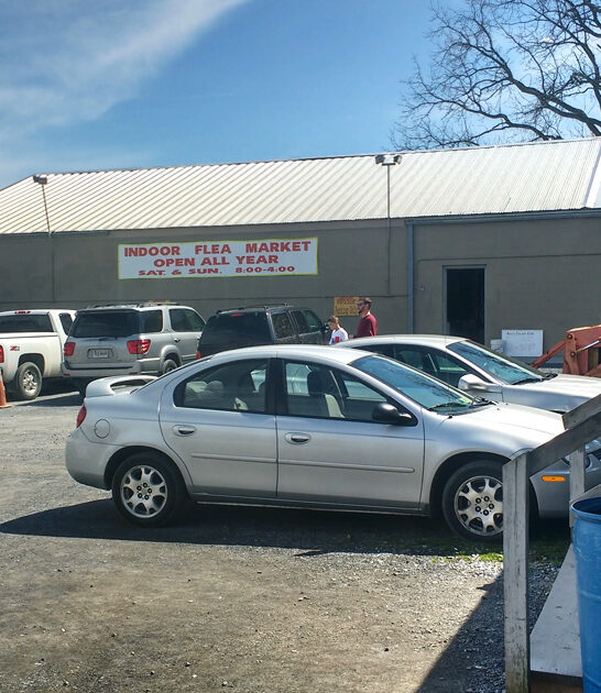 enormous flea virginia turns ftr