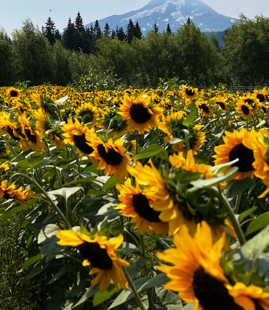 farms oregon scenic awesome ftr