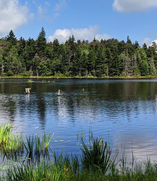 gorgeous national forest vermont ftr