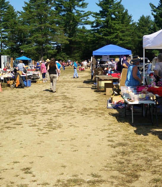 massive flea new hampshire ftr