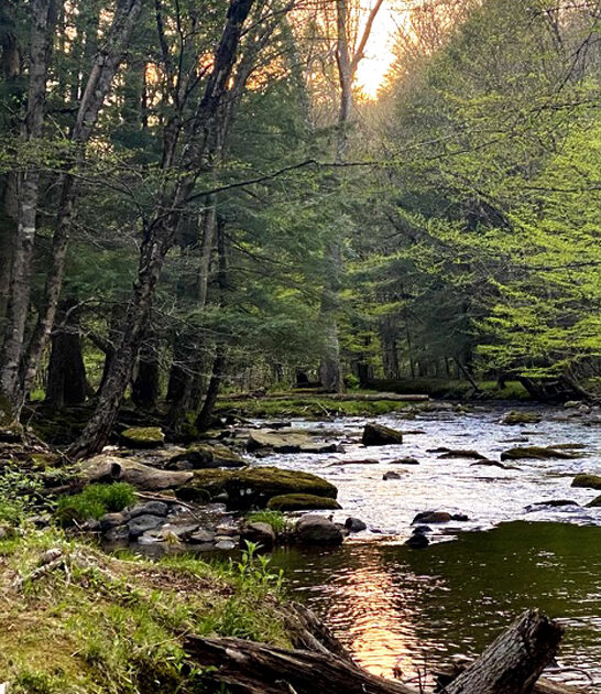 new york park tranquil ftr