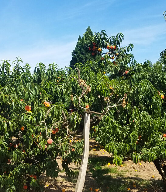 picturesque awesome farms oregon ftr