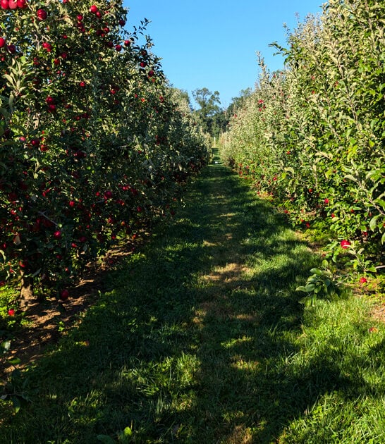 scenic orchard pennsylvania apples ftr