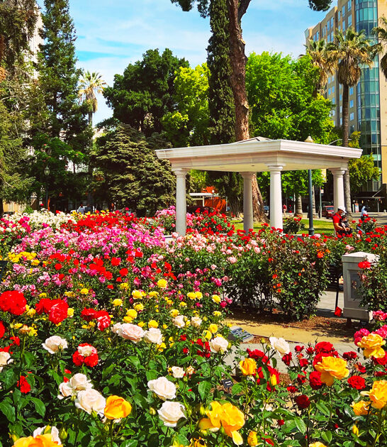 stunning rose garden california ftr