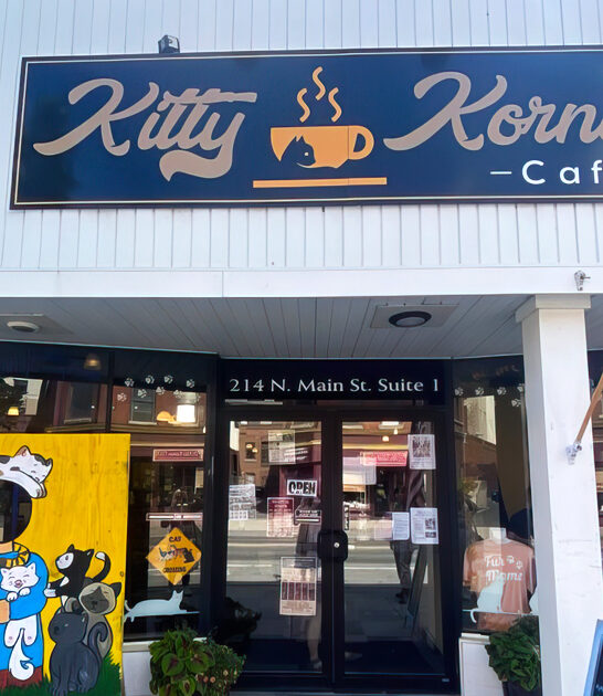 vermont cat cafe fascinating ftr