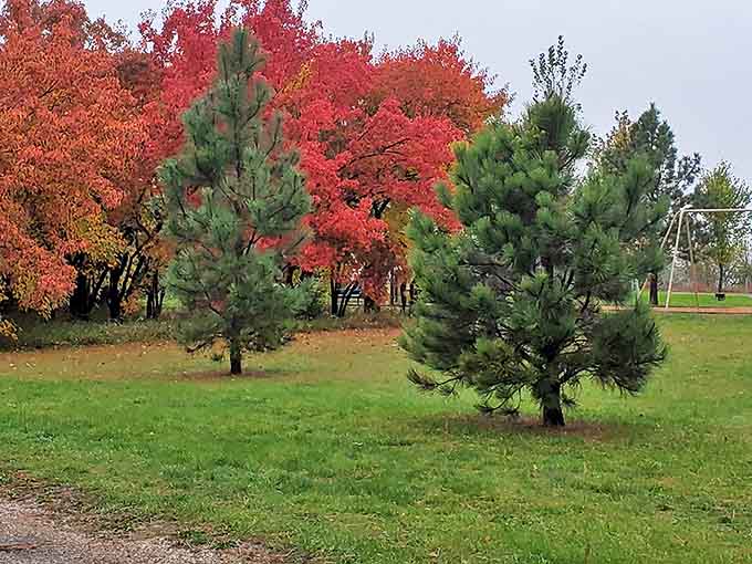 Fall's fiery display at Hartford Beach State Park transforms ordinary pines into front-row spectators at nature's most spectacular color show.