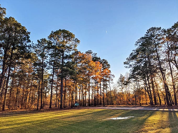 Golden hour transforms these towering pines into nature's cathedral, where sunlight plays through branches like stained glass windows in a woodland sanctuary.