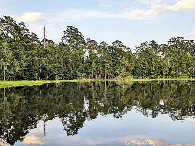 The glassy waters of Caney Lake mirror the towering pines, creating nature's perfect infinity pool. Louisiana serenity at its finest.