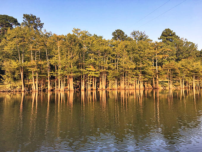 Mirror, mirror on the water &ndash; these cypress sentinels admire their own reflection, creating a perfect symmetry that would make even Leonardo da Vinci nod in approval.