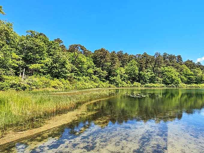 Crystal-clear waters meet lush greenery at one of Nickerson's kettle ponds. Mother Nature showing off her best work without even trying.
