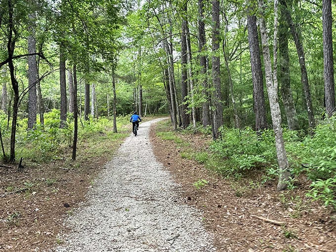 Nature's treadmill awaits! This serene trail through towering pines offers the perfect escape from city life, minus the monthly membership fee.