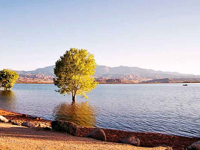 That lone tree standing in the shallows isn't lost &ndash; it just found the best view in Utah.