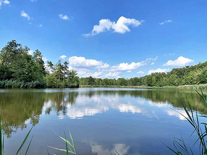 Towering sentinels stand guard over this tranquil forest campground, where the loudest sound you'll hear is the satisfying crackle of your evening marshmallow roast.