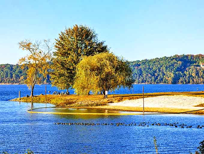 Mother Nature showing off her watercolor skills at Pickwick Landing, where autumn trees and blue waters create a masterpiece that no filter could improve.