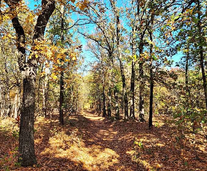 Nature's cathedral&mdash;where dappled sunlight filters through golden leaves, creating the perfect pathway for contemplative walks.