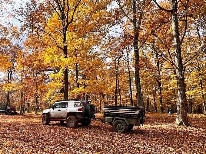 Fall foliage creates nature's most spectacular light show, turning ordinary woods into a golden cathedral that puts Vegas to shame.