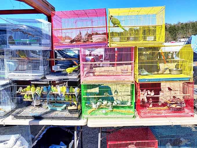A rainbow of birdcages houses feathered friends looking for new homes&mdash;perhaps the most animated merchandise at the market.