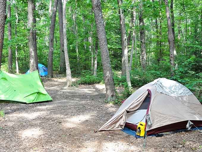 Camping among these tall sentinels feels like sleeping in nature's cathedral. The dappled sunlight creates the perfect natural alarm clock.